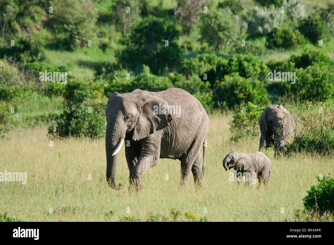 African bush elephants hi-res stock photography and images - Alamy