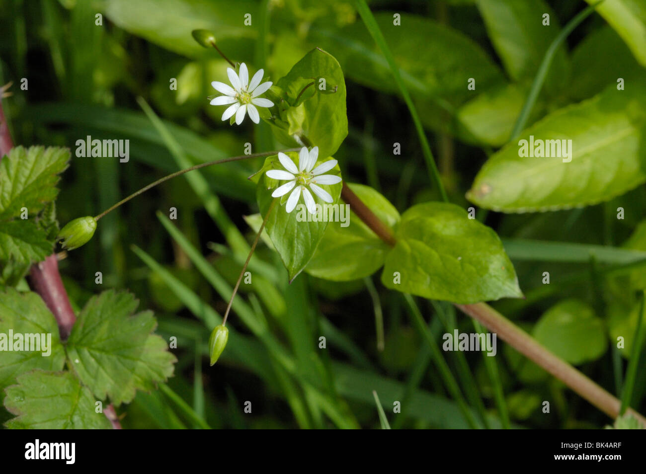 Stellaria neglecta hi-res stock photography and images - Alamy