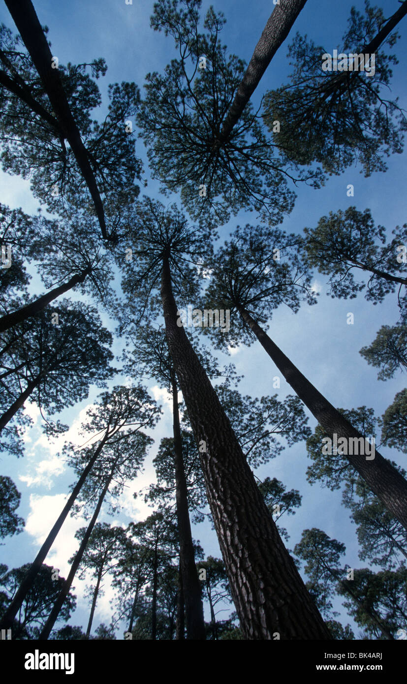 Very tall pine trees, photographed from below, Morelia, Mexico Stock ...