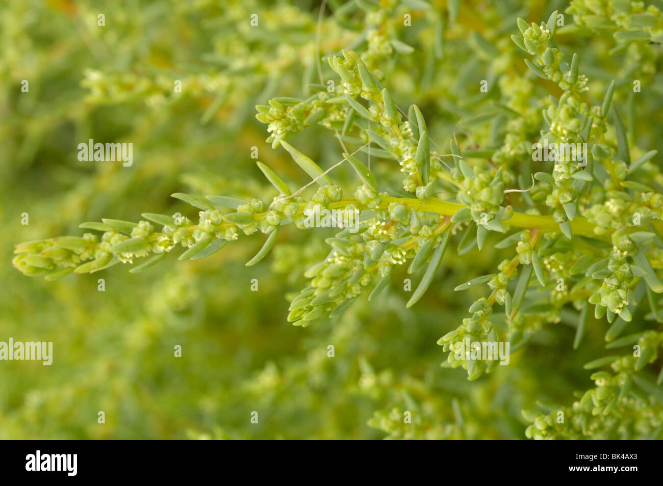 Sea blite hi-res stock photography and images - Alamy