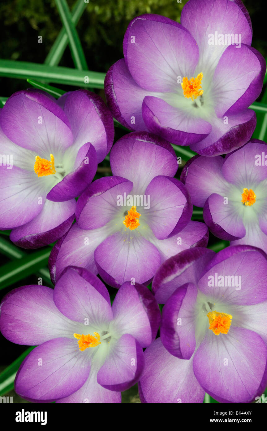 crocus flowers flowering spring purple perennial bunch group cluster ...