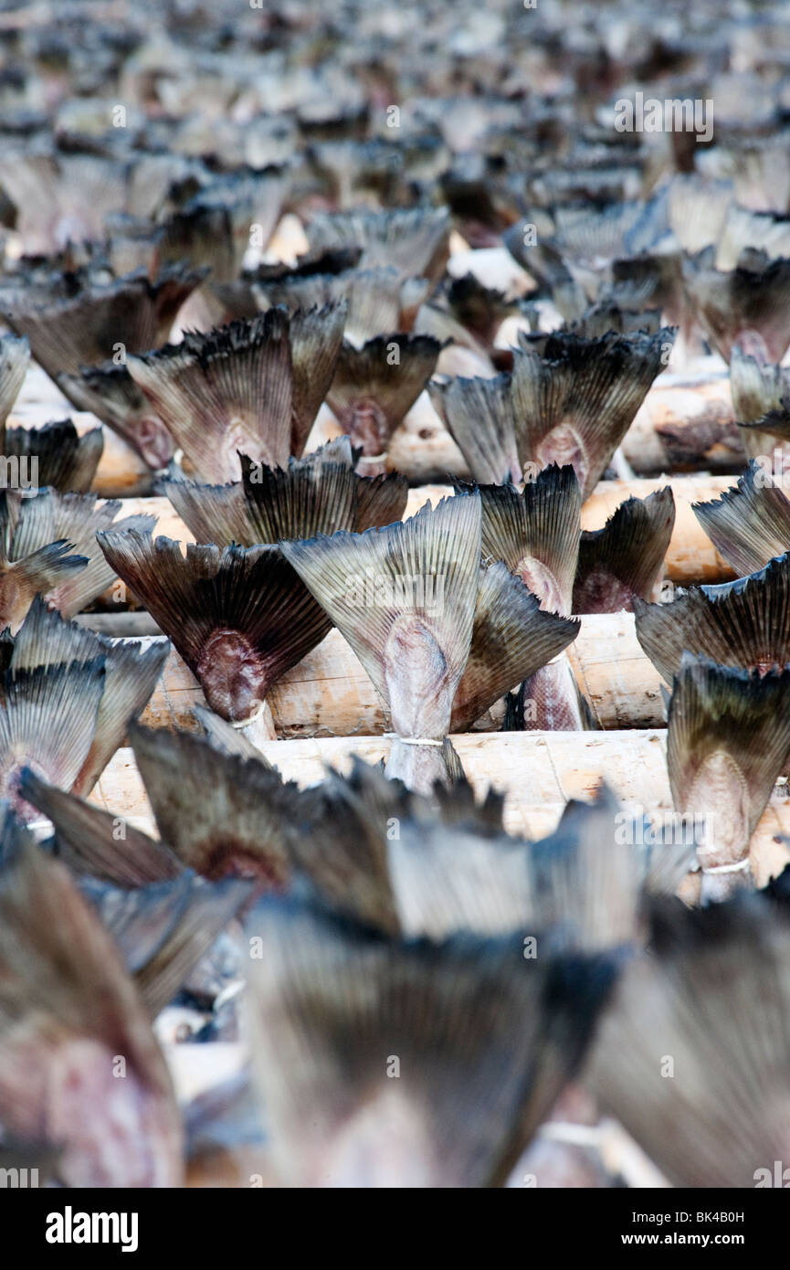 Stockfish at lofoten islands hi-res stock photography and images - Alamy