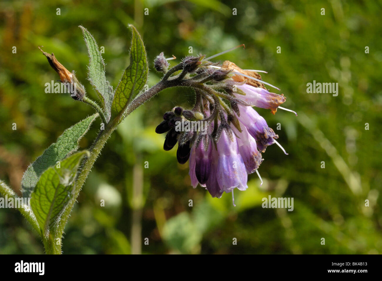 Comfrey comphrey hi-res stock photography and images - Alamy