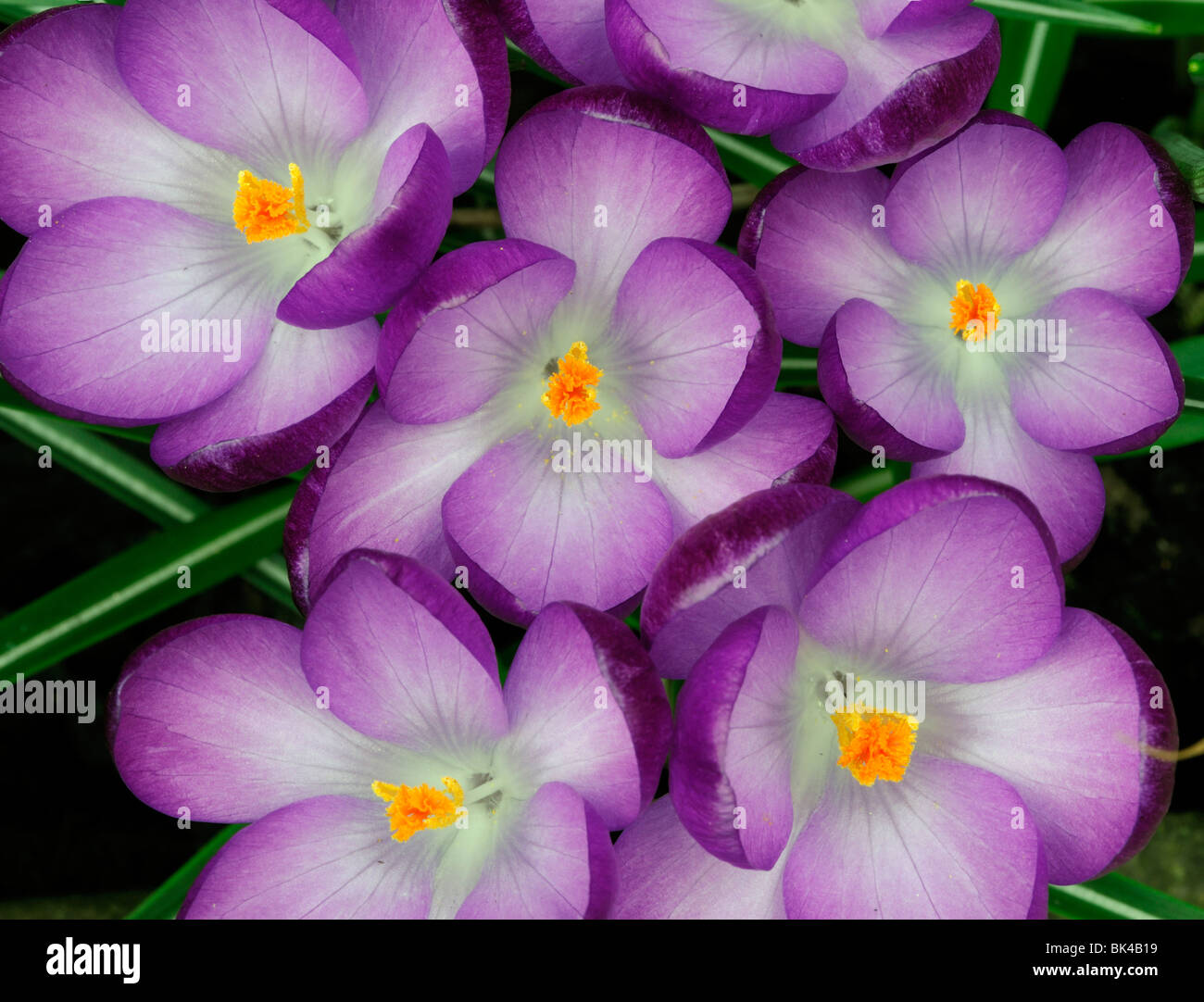 crocus flowers flowering spring purple perennial bunch group cluster ...