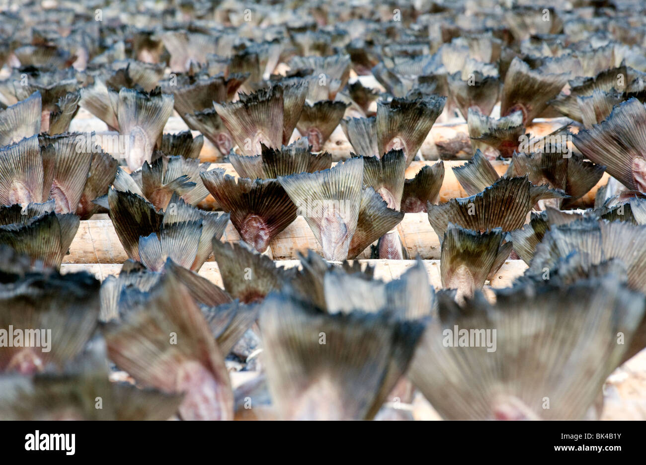 Drying cod to produce traditional stockfish on outdoor racks in Lofoten ...
