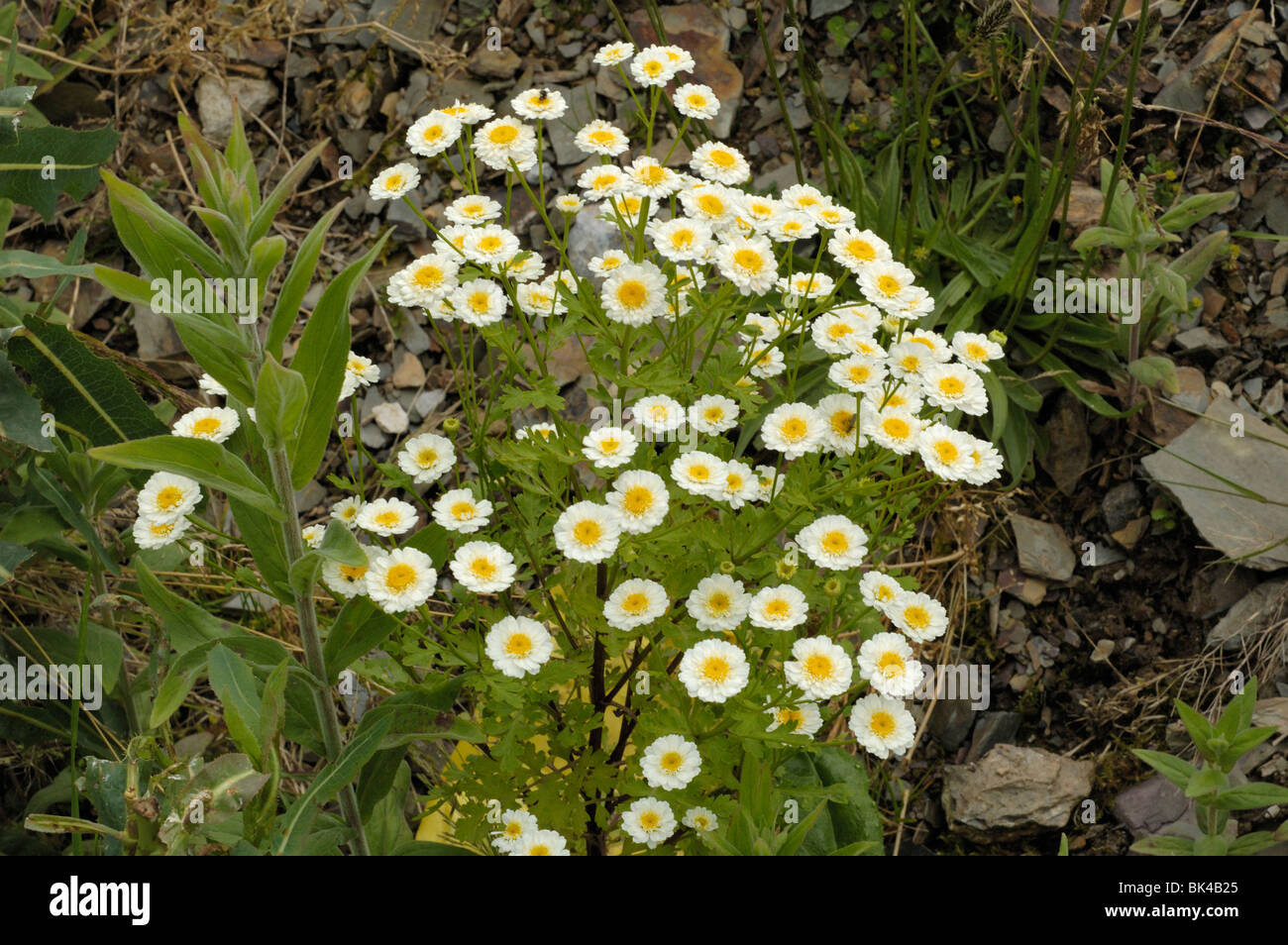 Tanacetum parthenium hi-res stock photography and images - Alamy