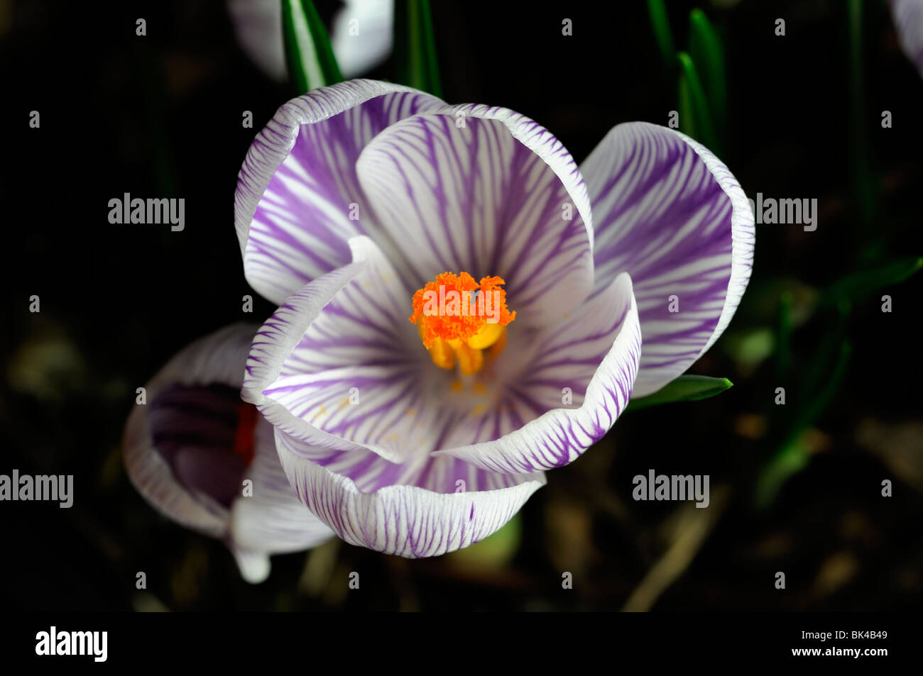 Cluster of crocus hi-res stock photography and images - Alamy