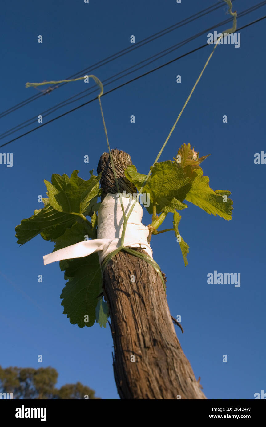 A Sauvignon Blanc scion is grafted to a rootstock in the Adelaide Hills ...