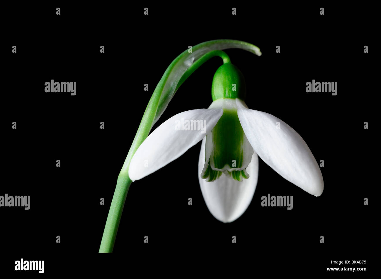 Snowdrop Cutout High Resolution Stock Photography and Images - Alamy