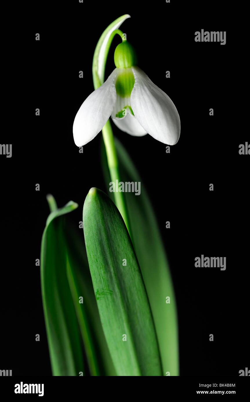 Single snowdrop flower galanthus hi-res stock photography and images ...
