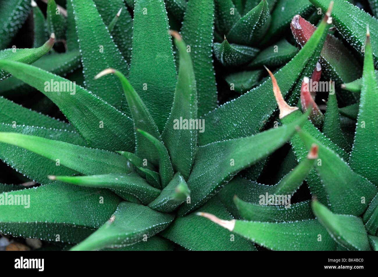 closeup of haworthia subulata a succulent cactus with narrow and ...