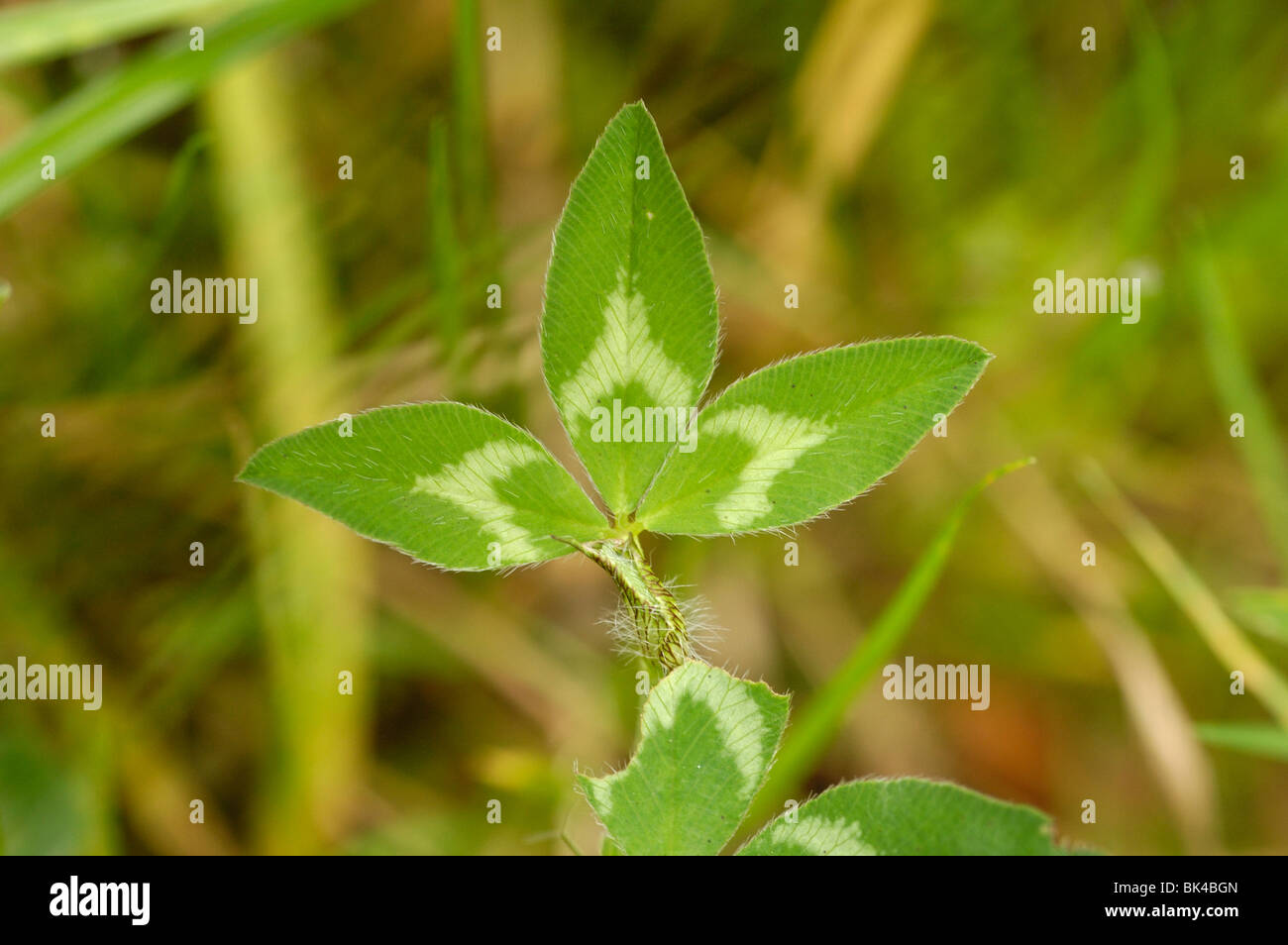 Clover leaf hi-res stock photography and images - Alamy