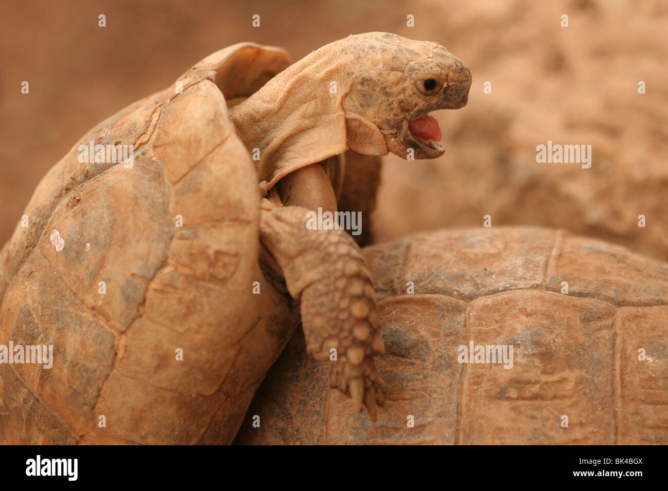 Spur-thighed Tortoise or Greek Tortoise (Testudo graeca) Mating. Israel ...