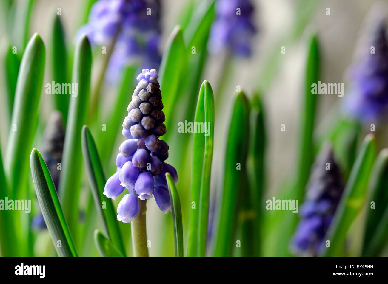 Muscari armeniacum Grape hyacinth blue flowers spring perennial bulb ...