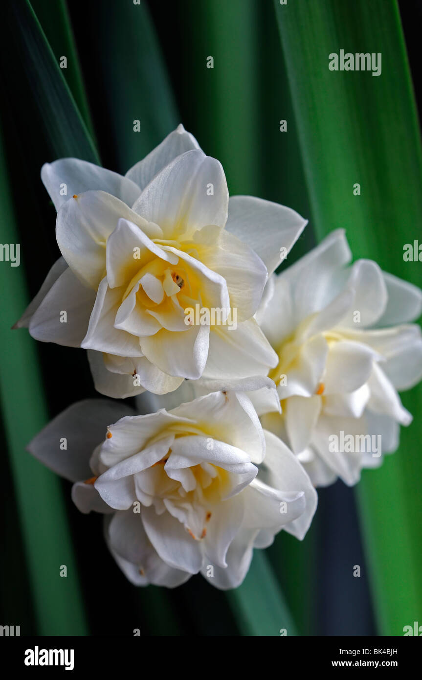 Narcissus erlicheer hi-res stock photography and images - Alamy