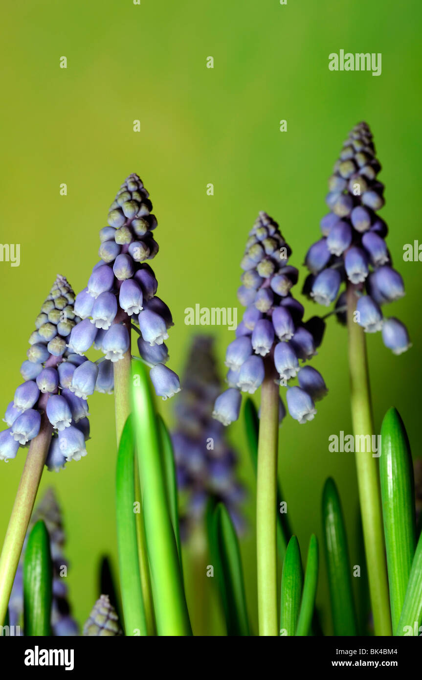 Muscari armeniacum Grape hyacinth blue flowers spring perennial bulb Stock Photo - Alamy