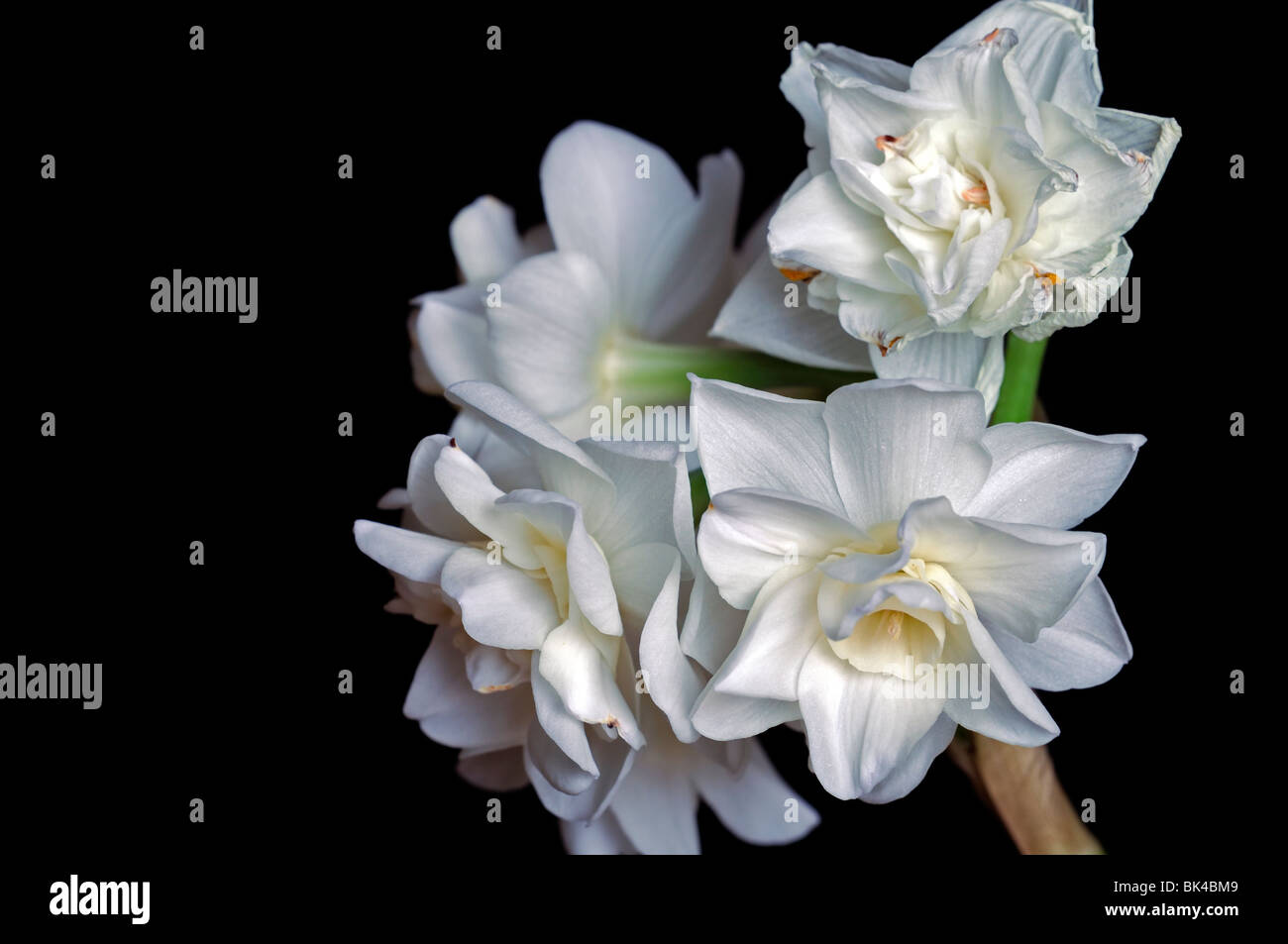 Double daffodil hi-res stock photography and images - Alamy