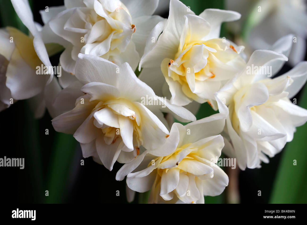 Narcissus 'Erlicheer' Division 4 Double Daffodil macro photo Close up ...