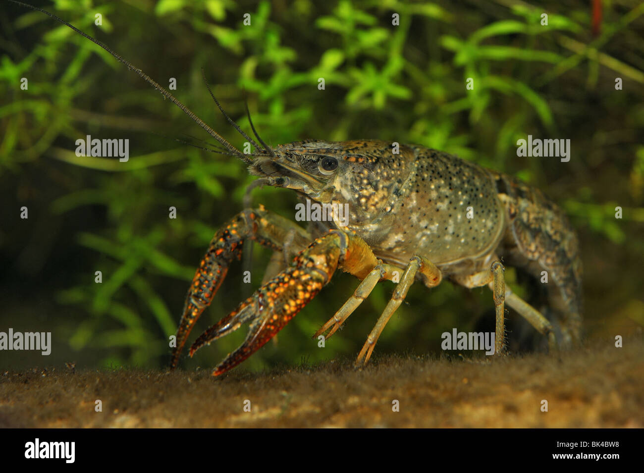 Invasive red swamp crayfish hi-res stock photography and images - Alamy