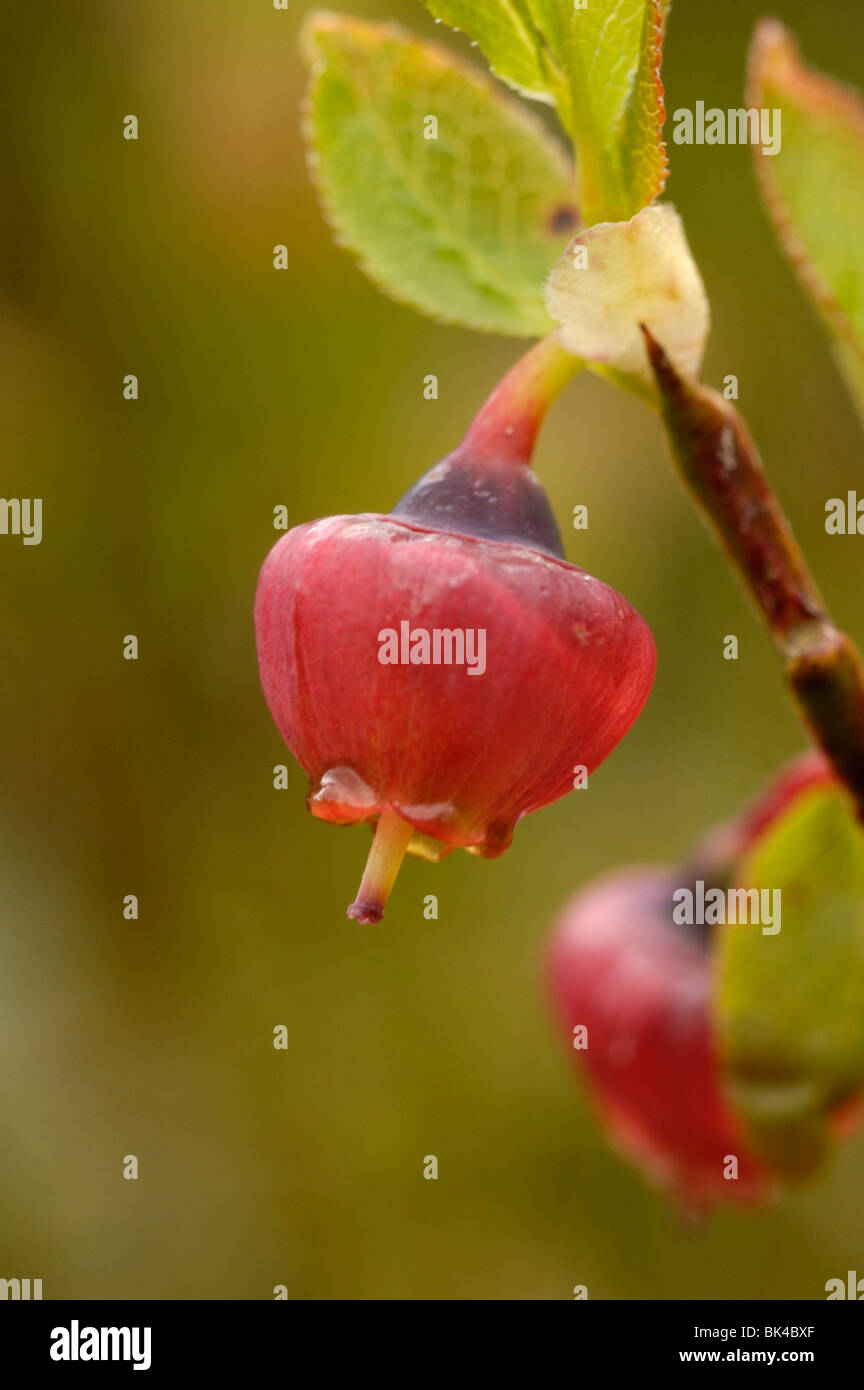 Bilberry hi-res stock photography and images - Alamy