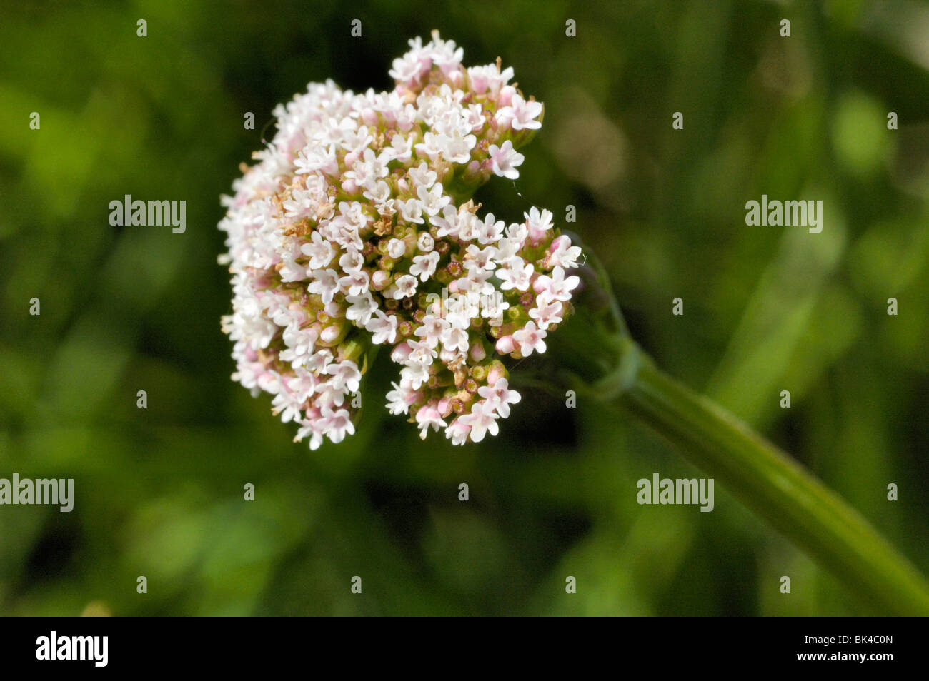 Marsh valerian female hi-res stock photography and images - Alamy