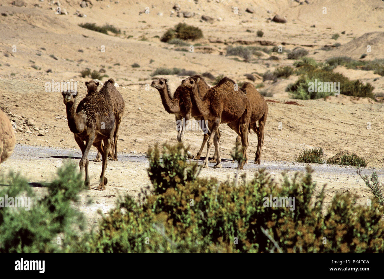 Layoun hi-res stock photography and images - Alamy