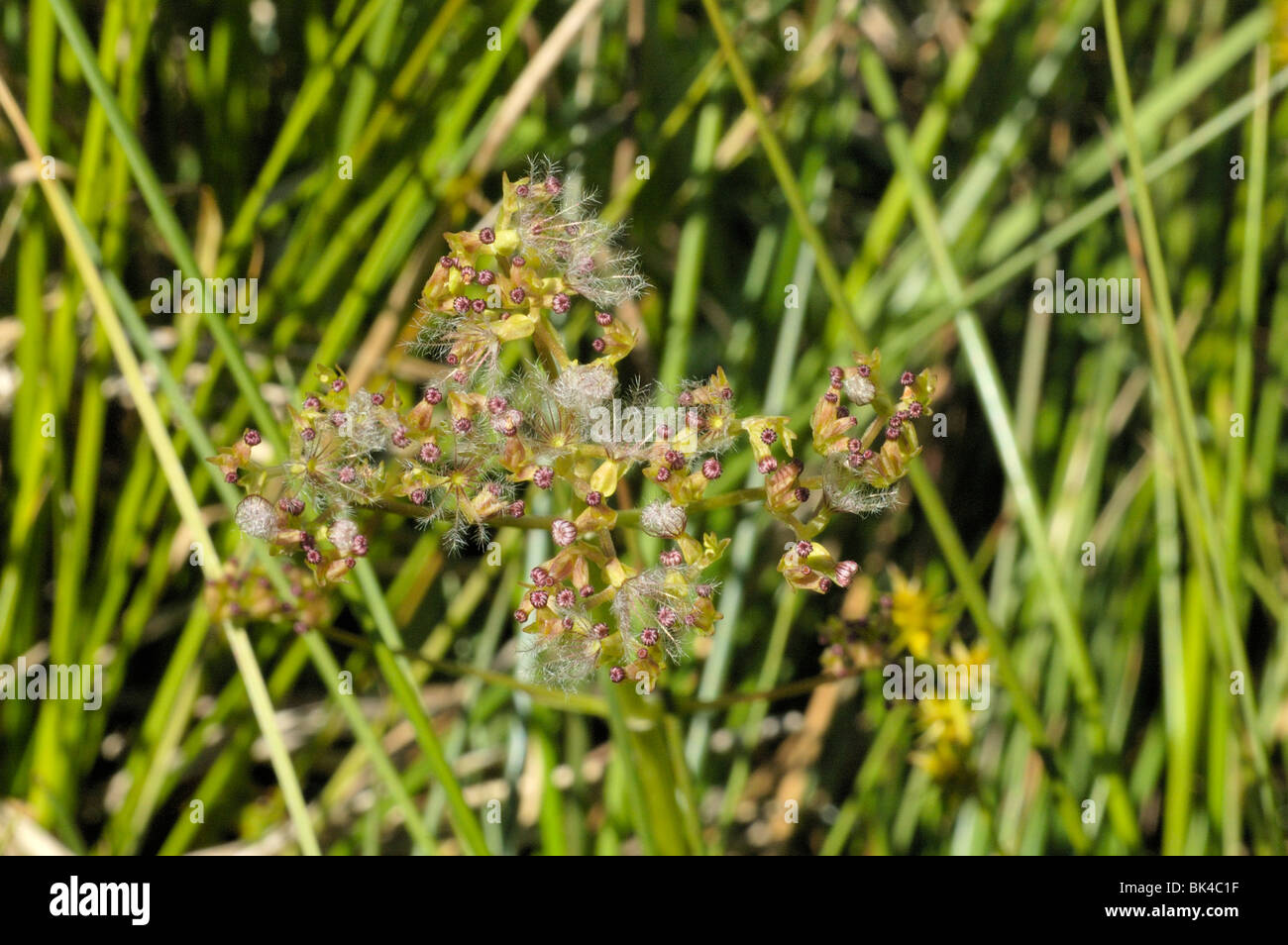 Marsh valerian seed head hi-res stock photography and images - Alamy
