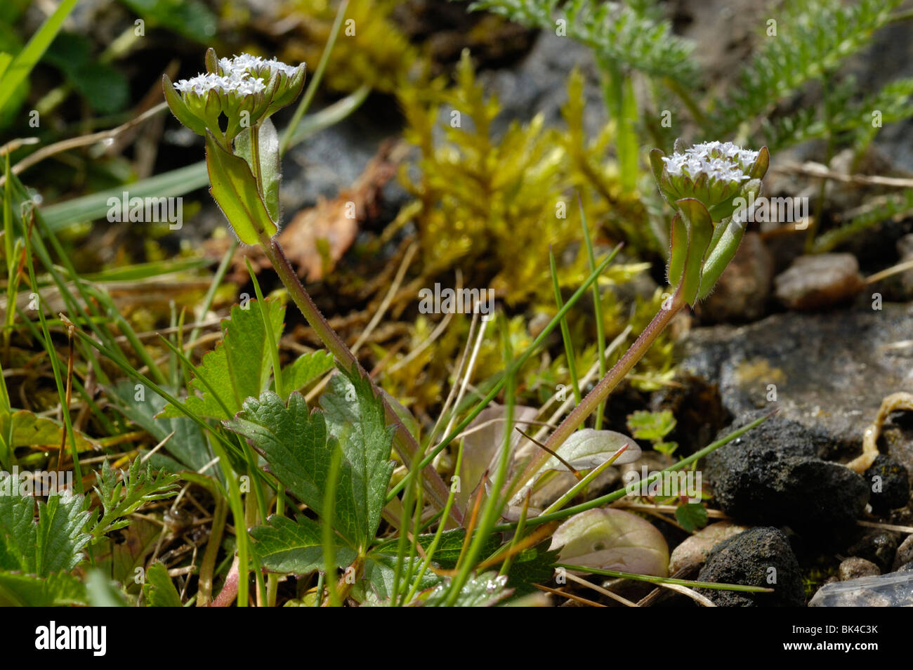 Common field plant hi-res stock photography and images - Alamy