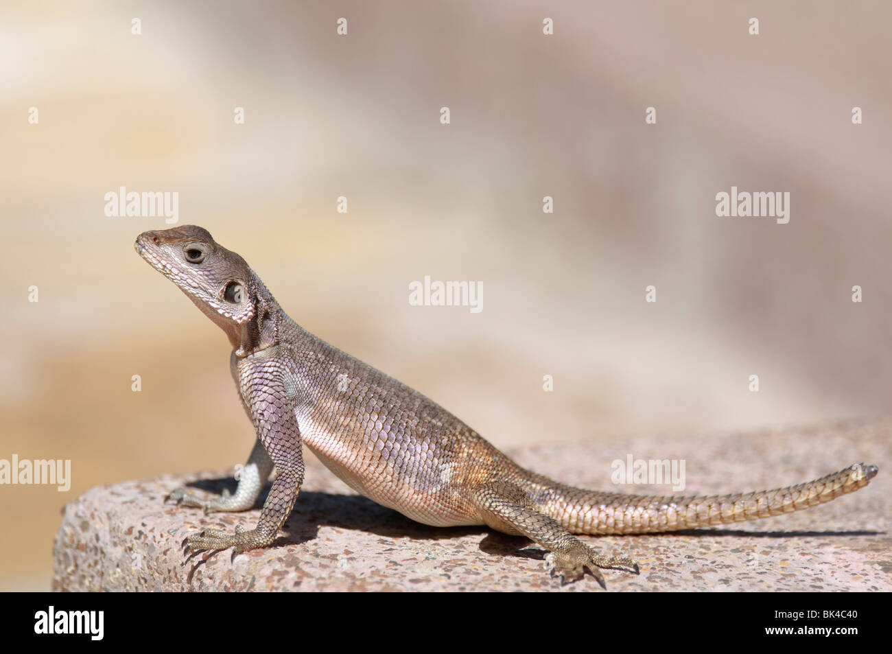 Female agama hi-res stock photography and images - Alamy