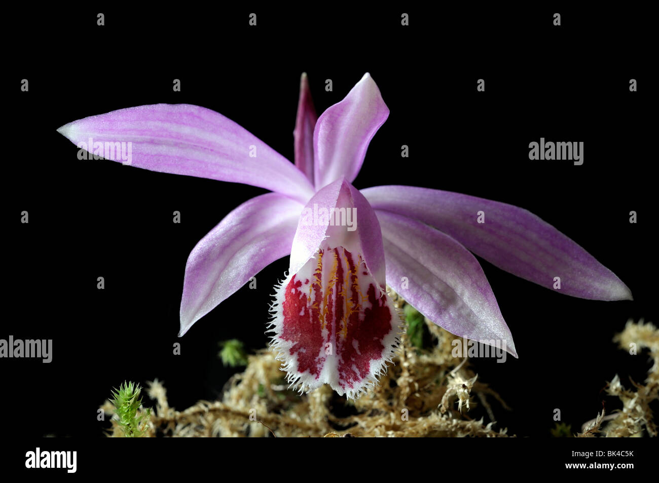 pleione hekla partridge hybrid windowsill orchid flower plant pink ...