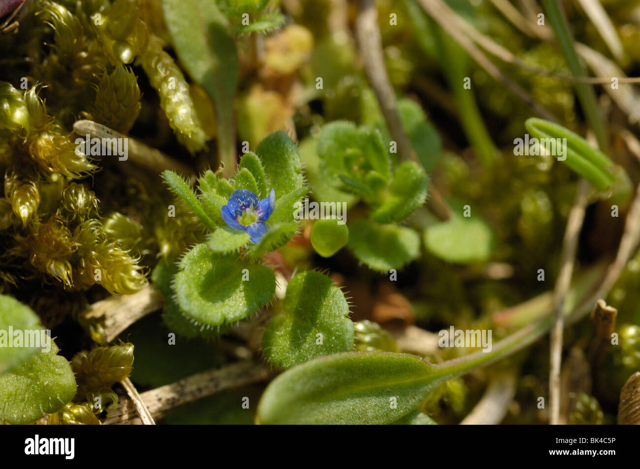 Corn speedwell hi-res stock photography and images - Alamy