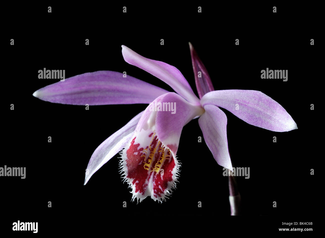 pleione hekla partridge hybrid windowsill orchid flower plant pink ...