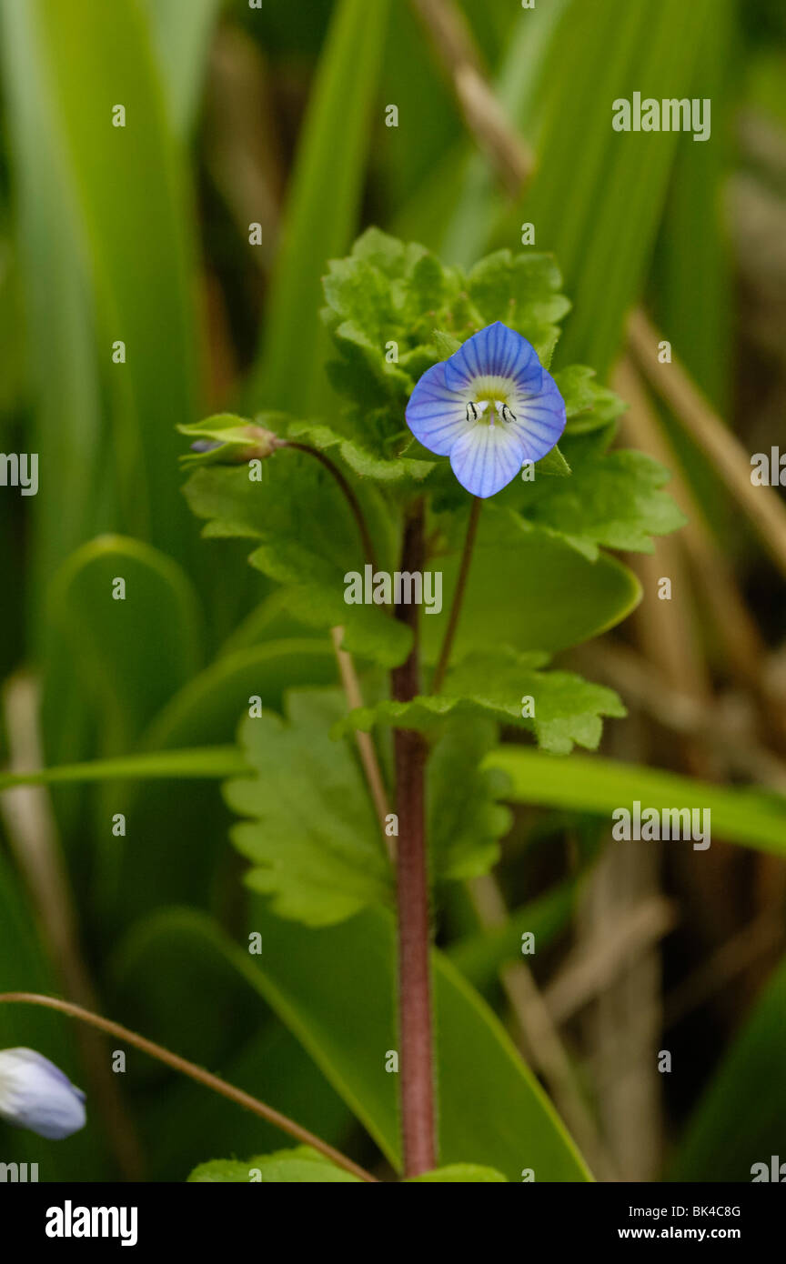 Common field speed well hi-res stock photography and images - Alamy