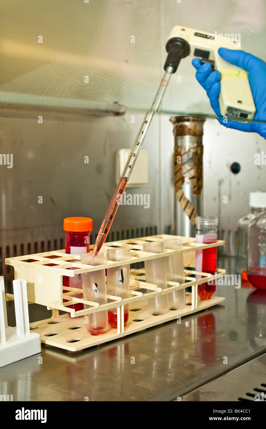 Microbiology Laboratory Cell Culture research Stock Photo - Alamy