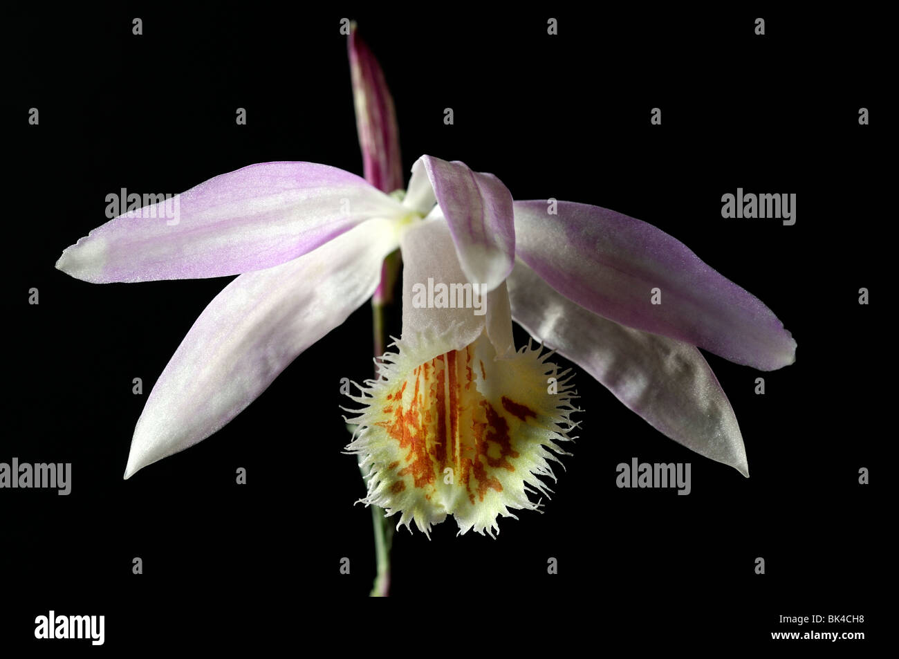 Pleione hybrid orchid hi-res stock photography and images - Alamy