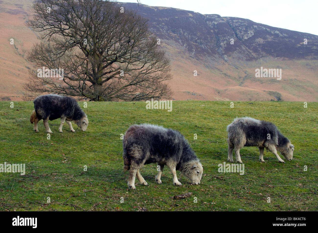 Herdwick sheep hi-res stock photography and images - Alamy