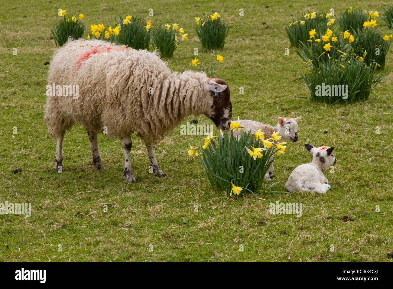 Lambs With Daffodils High Resolution Stock Photography and Images - Alamy