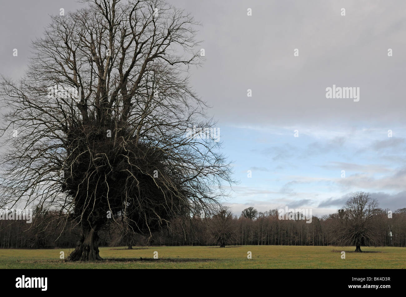 large rookery crows nest on a single one bare leafless lime tree in ...
