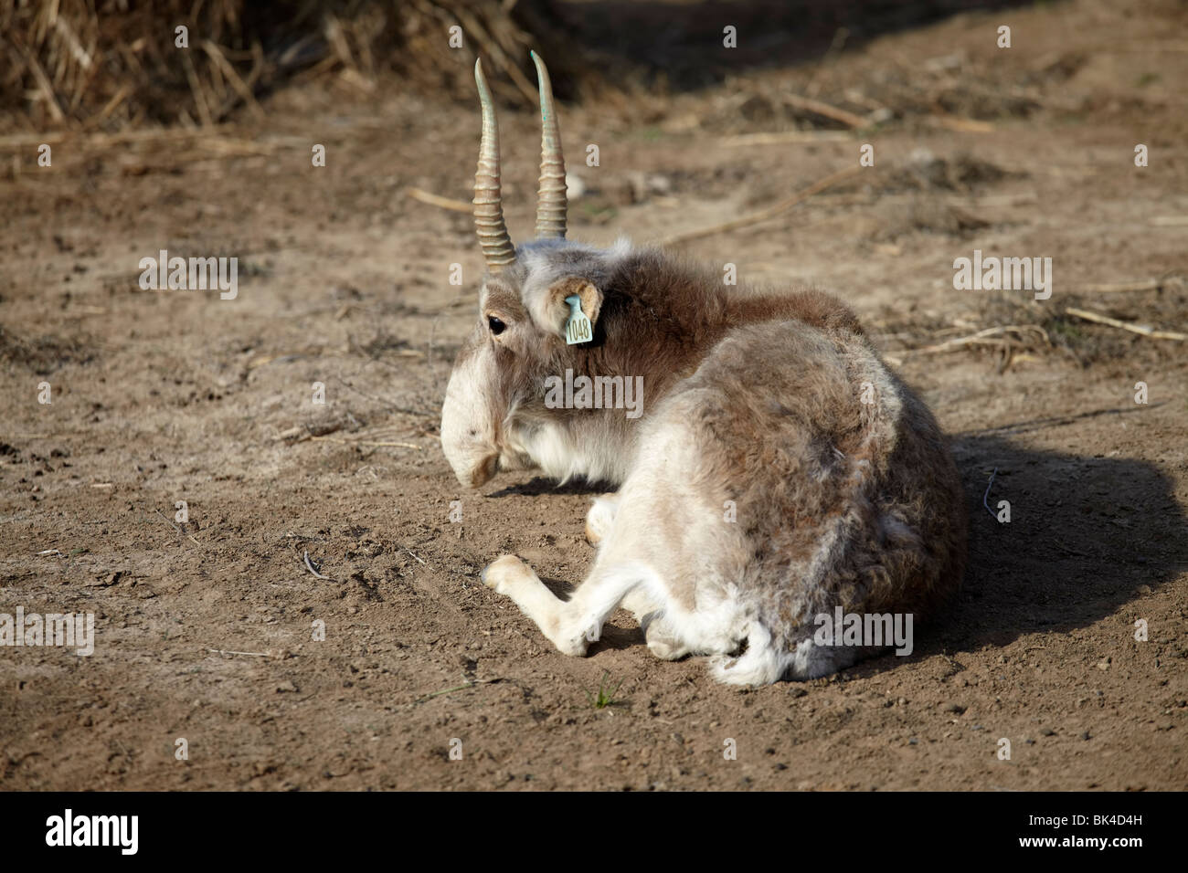 Lying male saiga antelope with a tag number in his ear, indicating ...