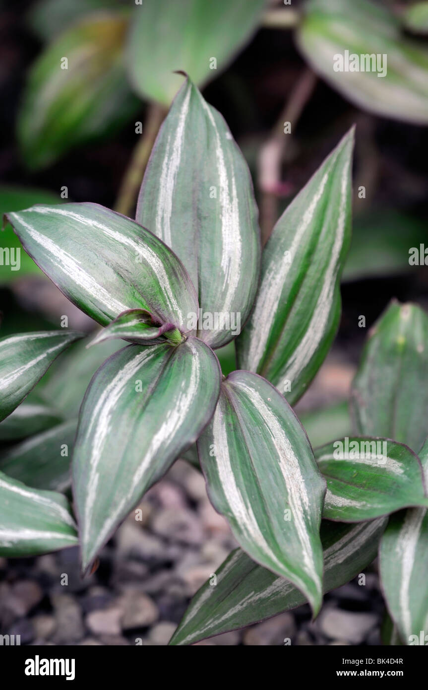 Zebrina purpusii hi-res stock photography and images - Alamy