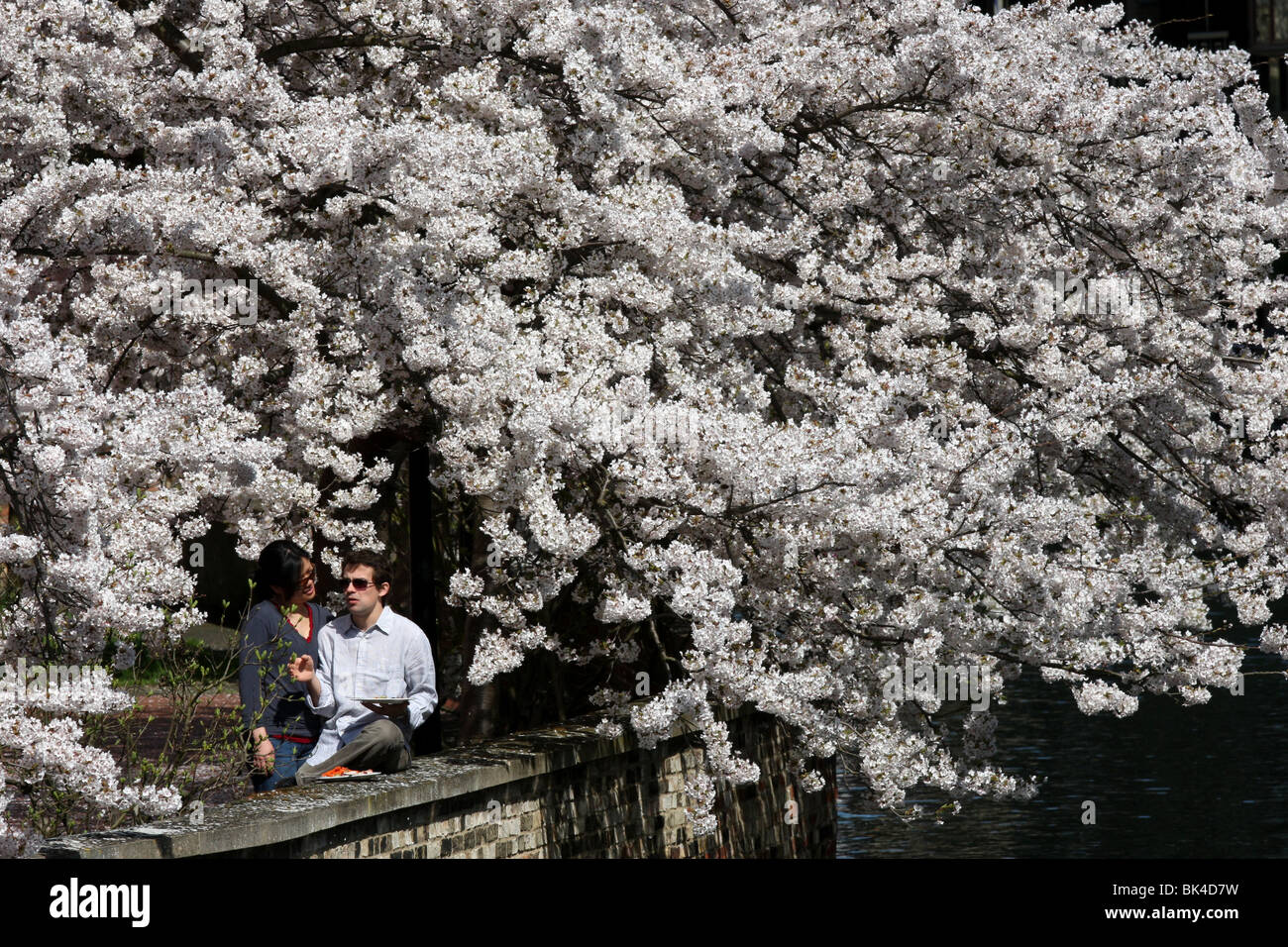 English cherry tree IN Cambridge Stock Photo - Alamy