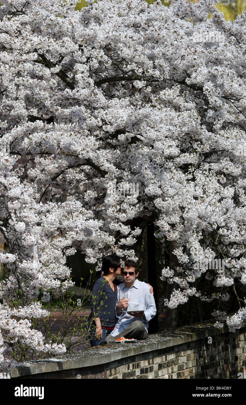 English cherry tree IN Cambridge Stock Photo - Alamy