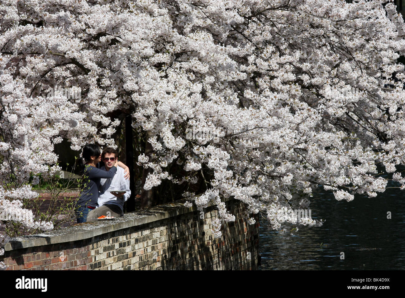 English cherry tree IN Cambridge Stock Photo - Alamy
