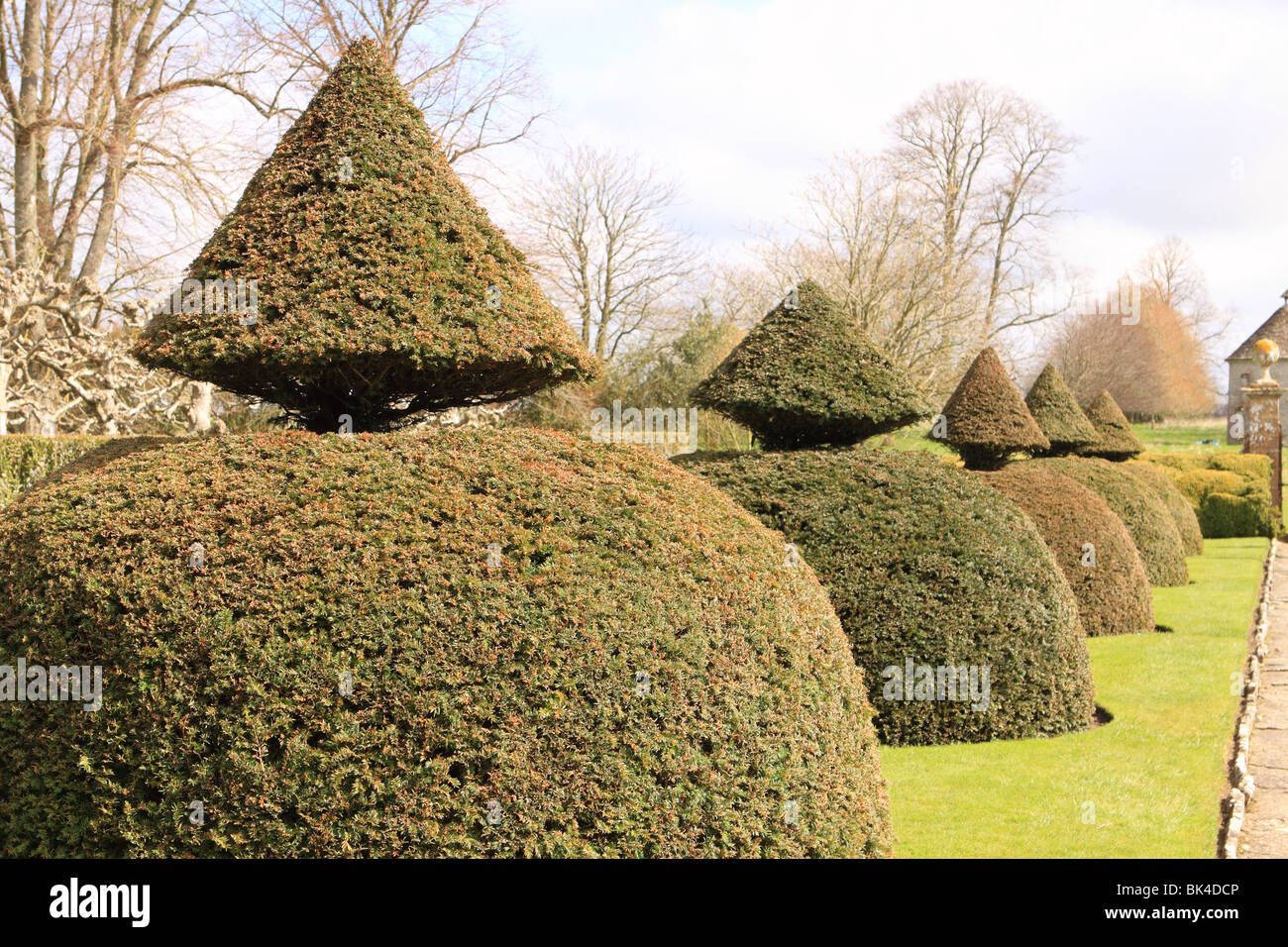 Topiary yew bushes shaped in formal garden Stock Photo - Alamy
