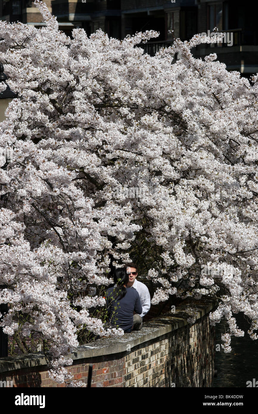 English cherry tree IN Cambridge Stock Photo - Alamy