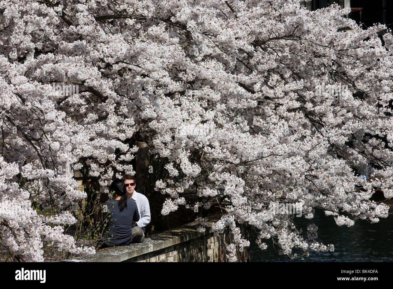 English cherry tree IN Cambridge Stock Photo - Alamy