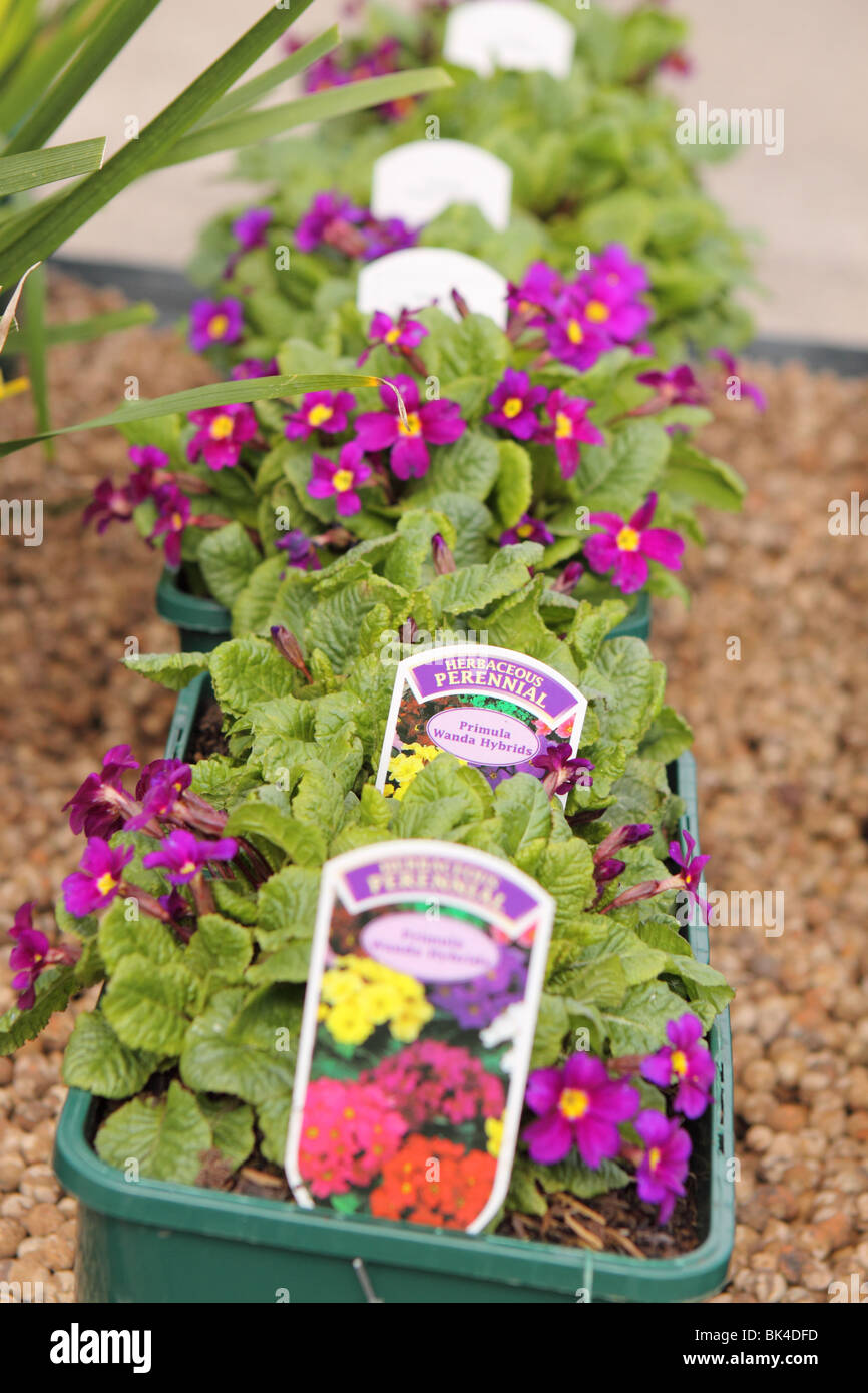 Primula wanda plant hi-res stock photography and images - Alamy