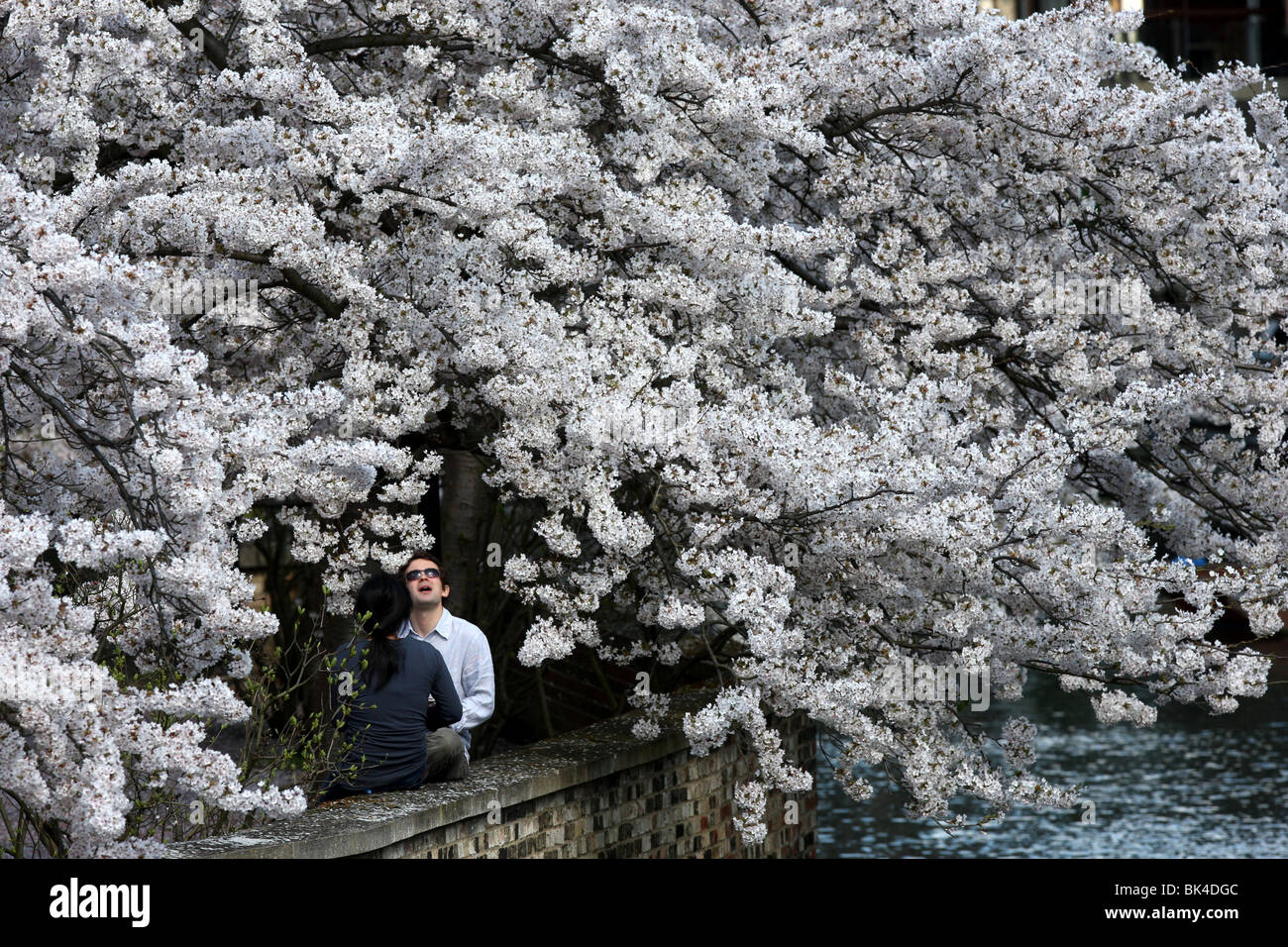English cherry tree IN Cambridge Stock Photo - Alamy