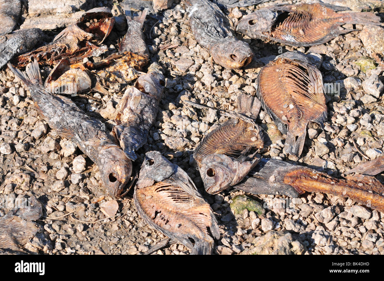 Dead decomposing fish in a dried out pool showing the affect of drought ...