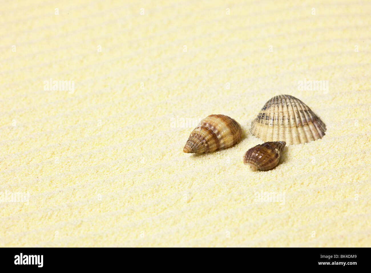 Three sea shells lying on the beach Stock Photo - Alamy
